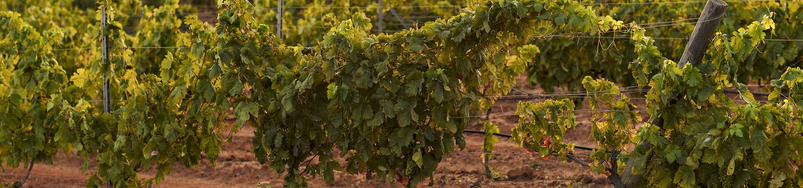 Australsk vin | Stort udvalg af australske rødvine her